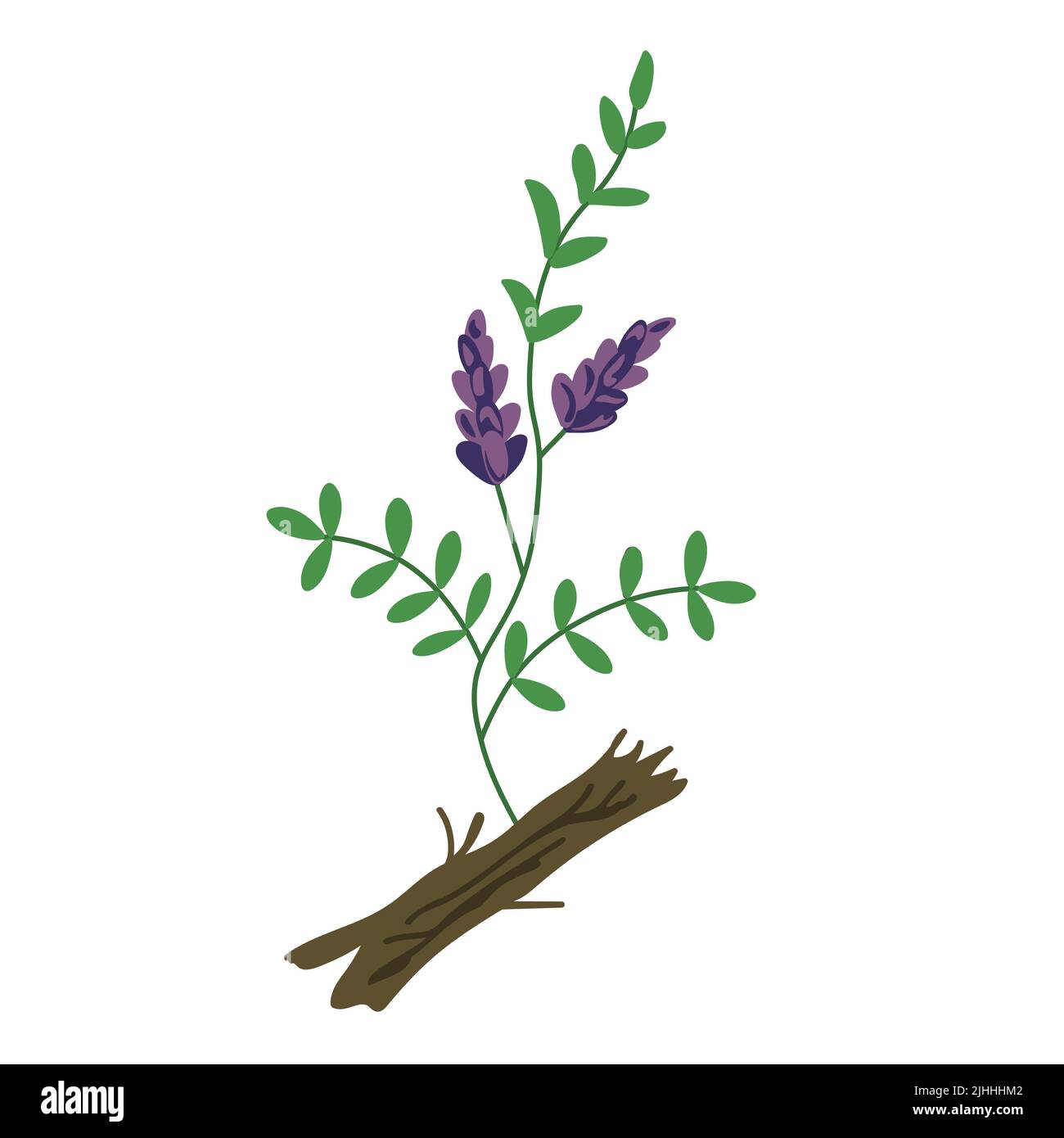 Licorice simple isolated vector illustration Stock Vector Image & Art ...