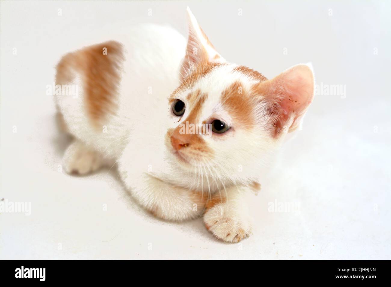 A portrait of a newborn little adorable kitten isolated on white ...