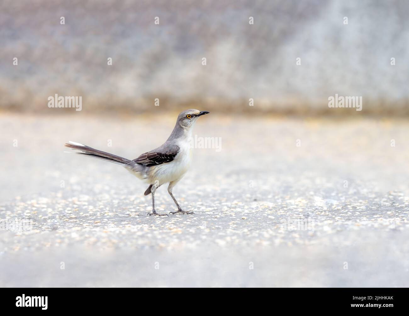 Mockingbird details hi-res stock photography and images - Alamy