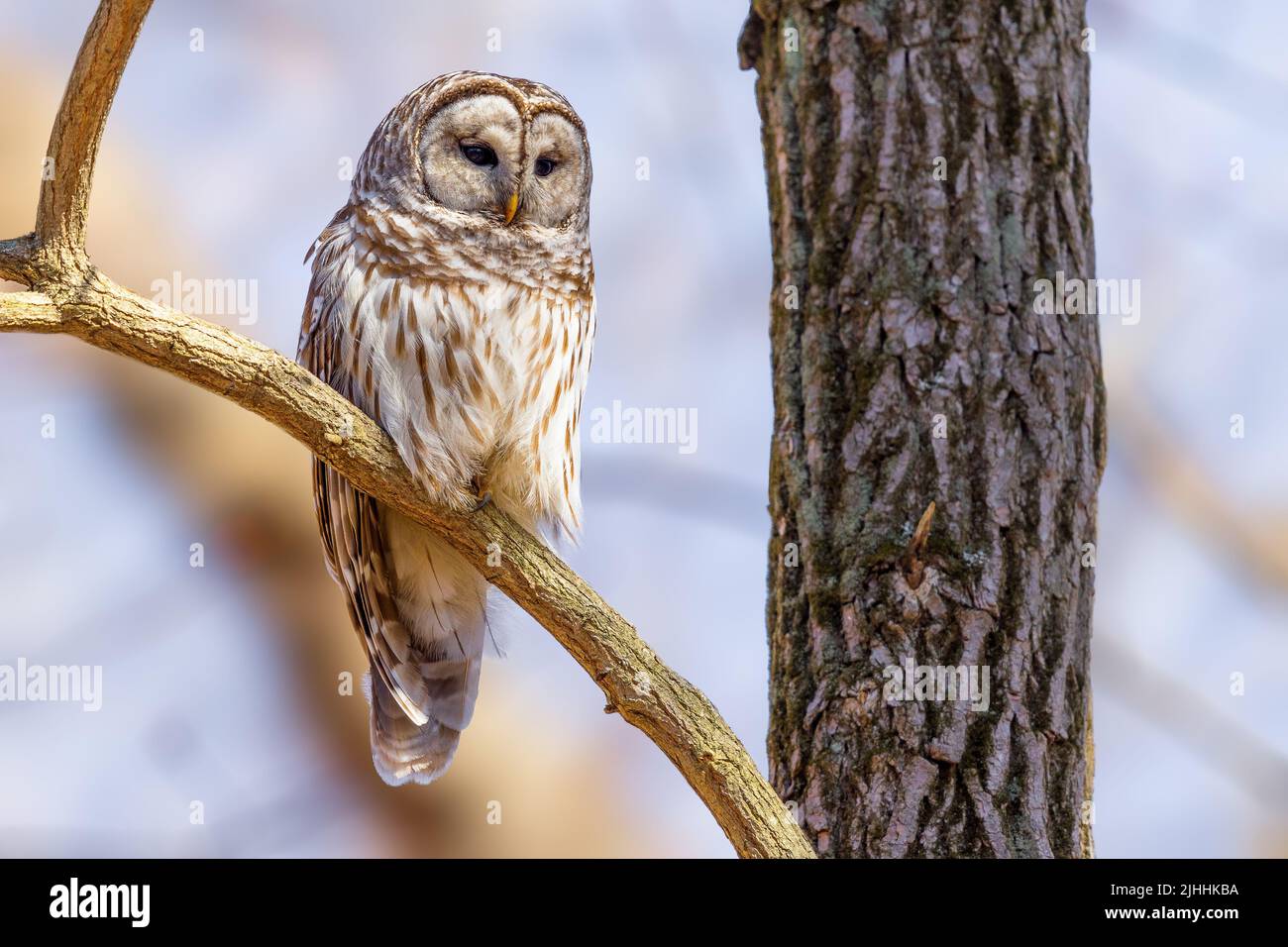 Barred owl mom watching over the nest Stock Photo - Alamy Barred owl mom watching over the nest Stock Photo - Alamy