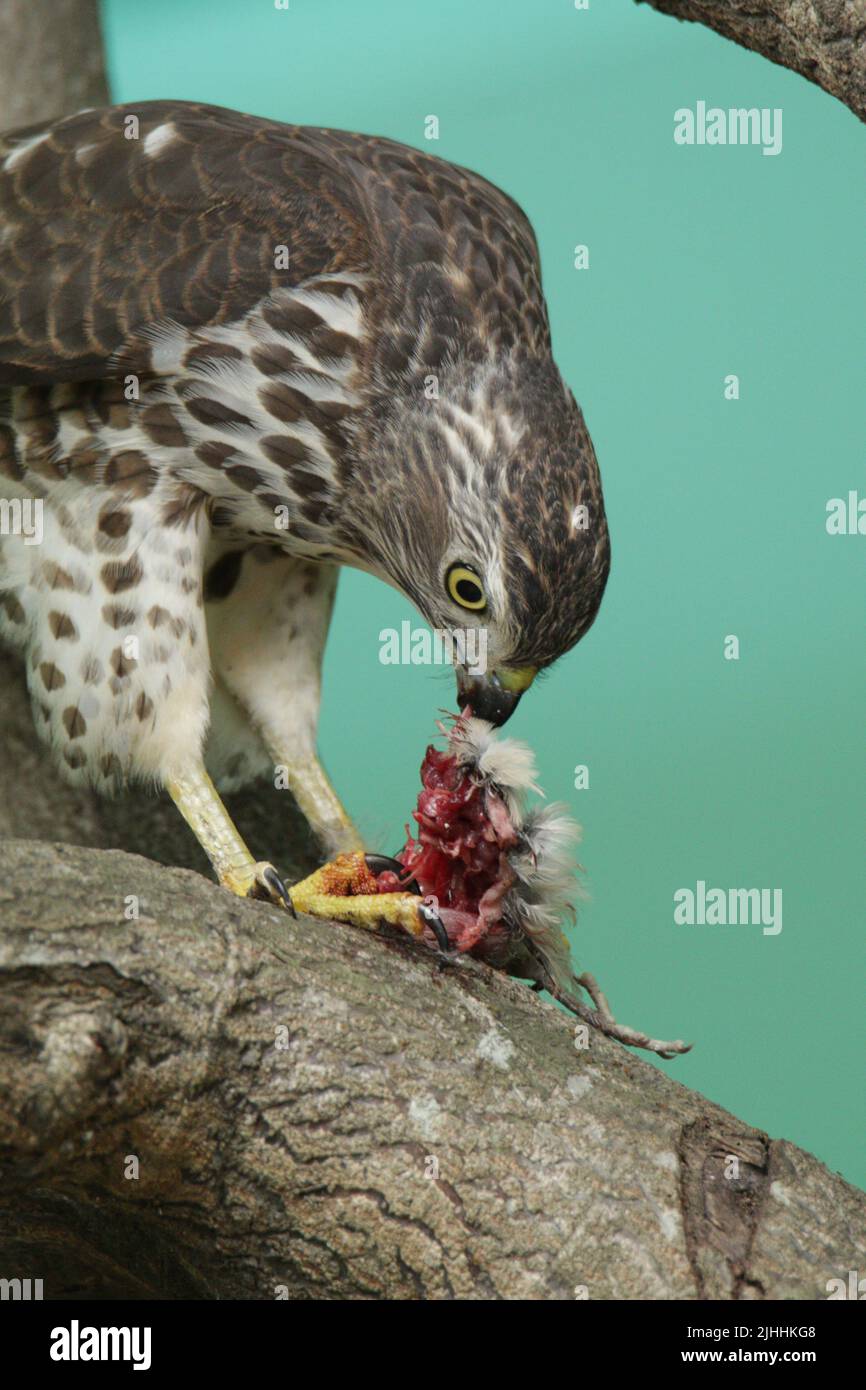 Birds of Sri Lanka in the wild Stock Photo - Alamy