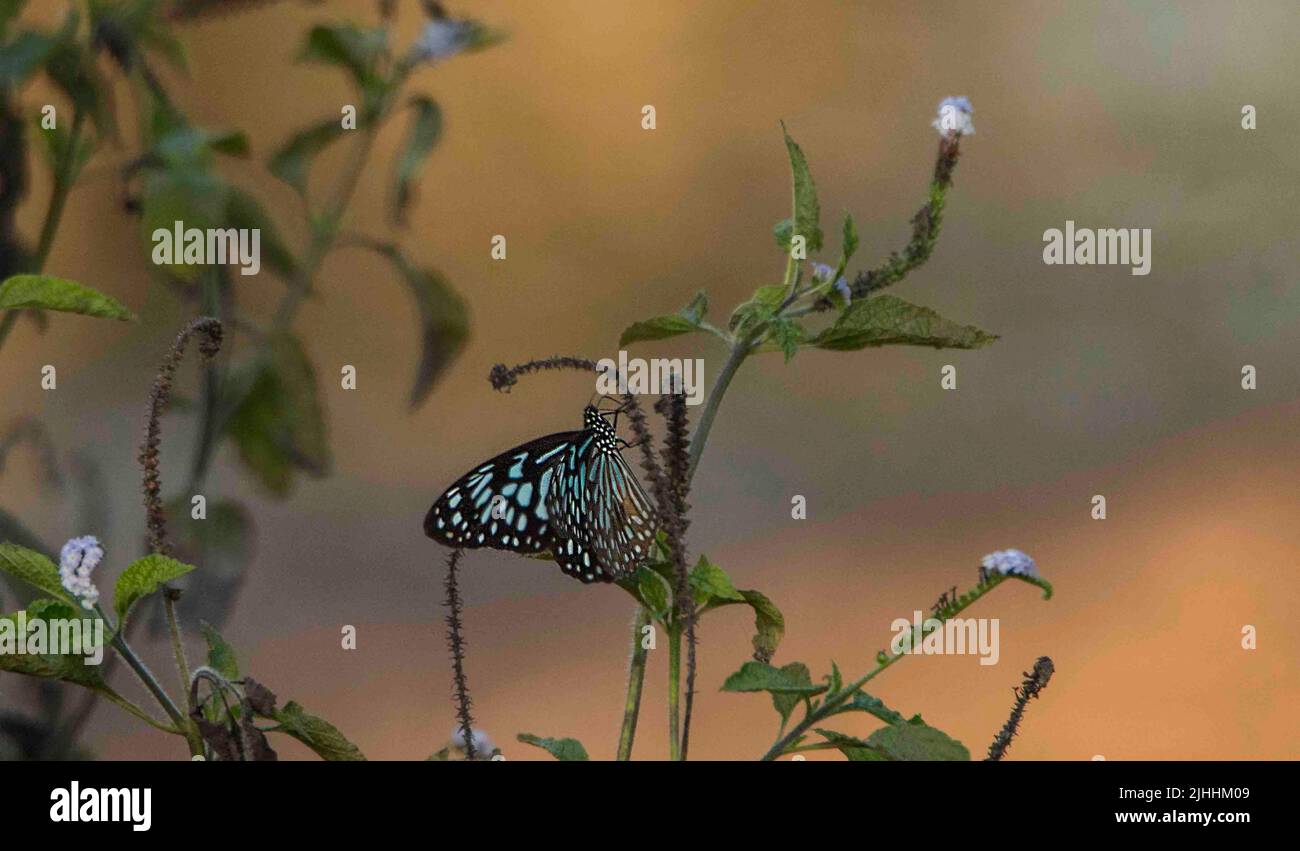 Butterflies of india hi-res stock photography and images - Alamy
