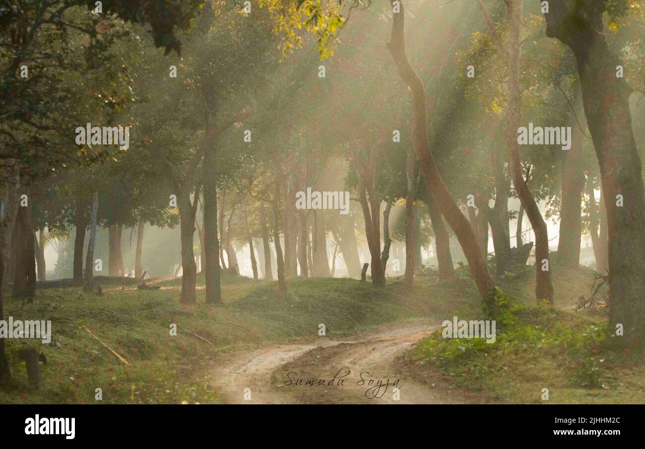 Beautiful Landscapes of Nagarhole National Park of India Stock Photo ...