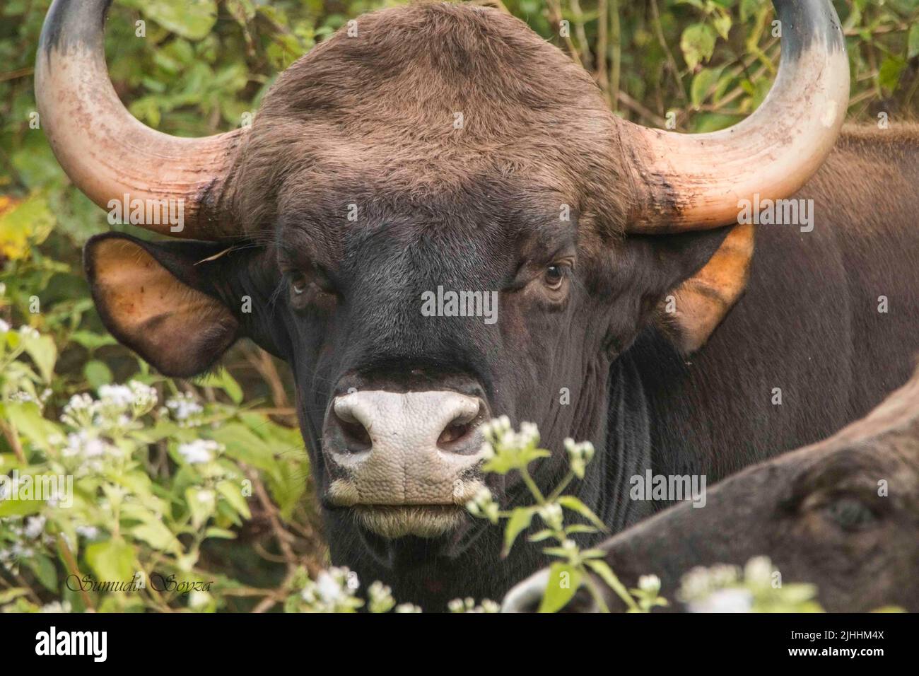 Guar in Nagarhole National Park in India Stock Photo - Alamy