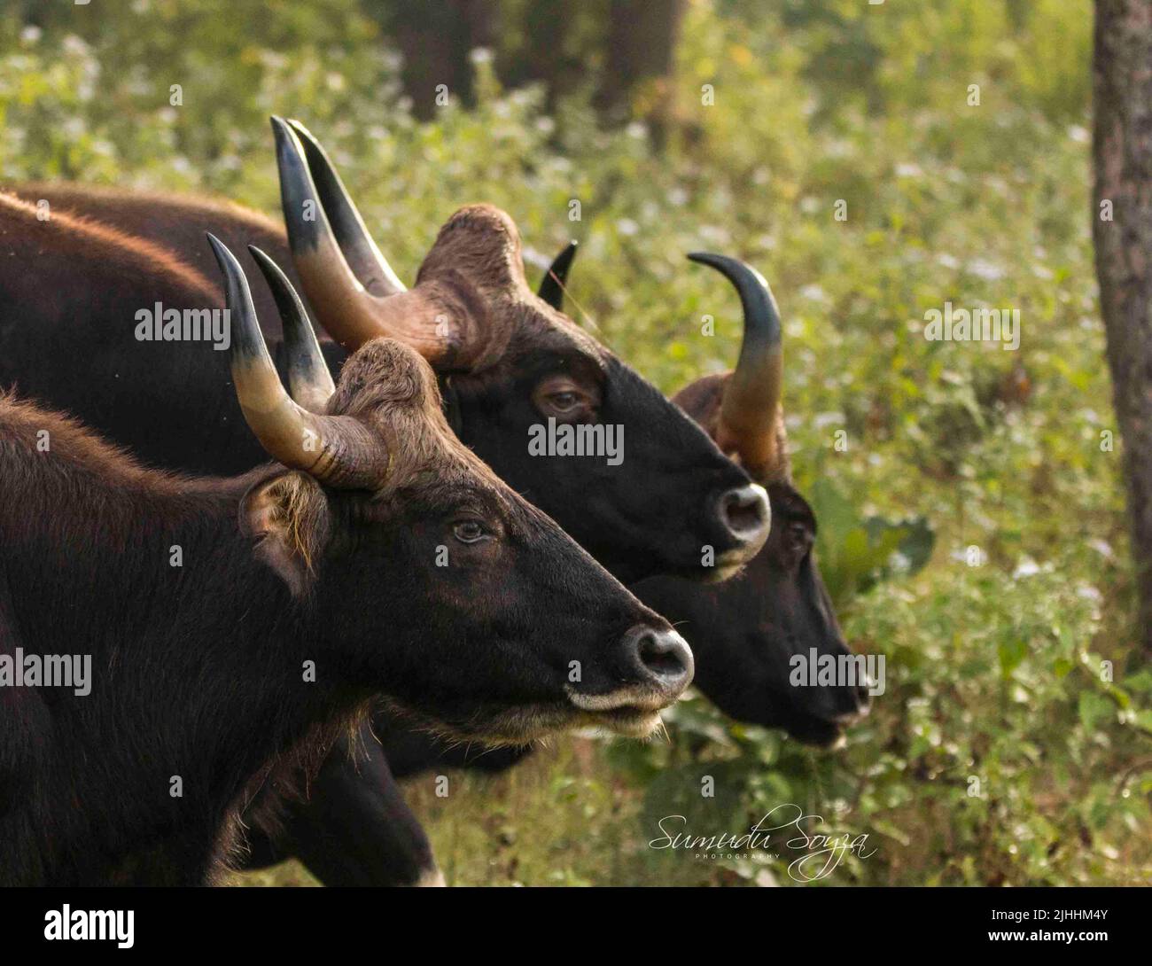 Guar in Nagarhole National Park in India Stock Photo - Alamy