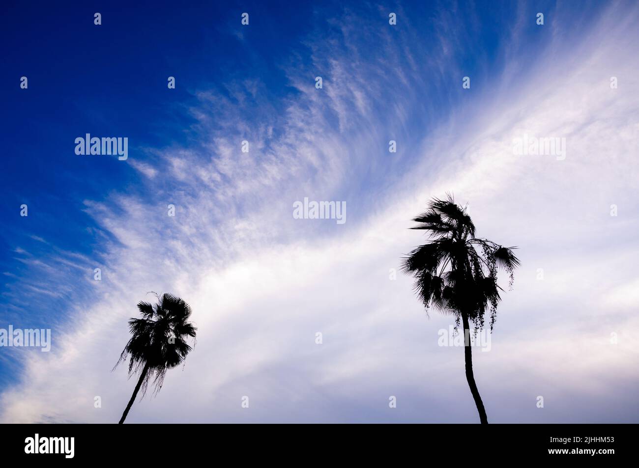 Copernicia hi-res stock photography and images - Alamy