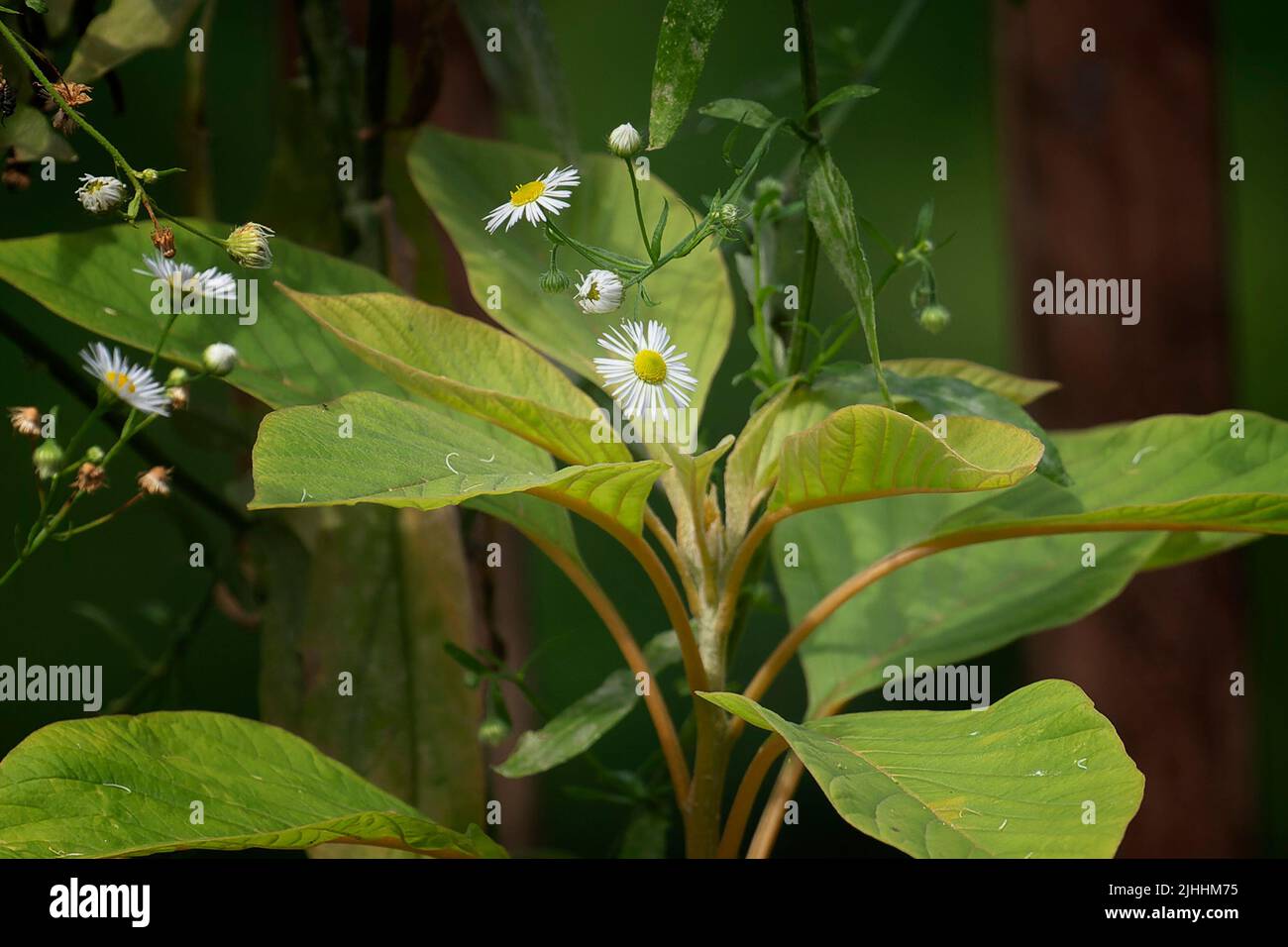 Small delicate wildflowers in bloom Stock Photo - Alamy
