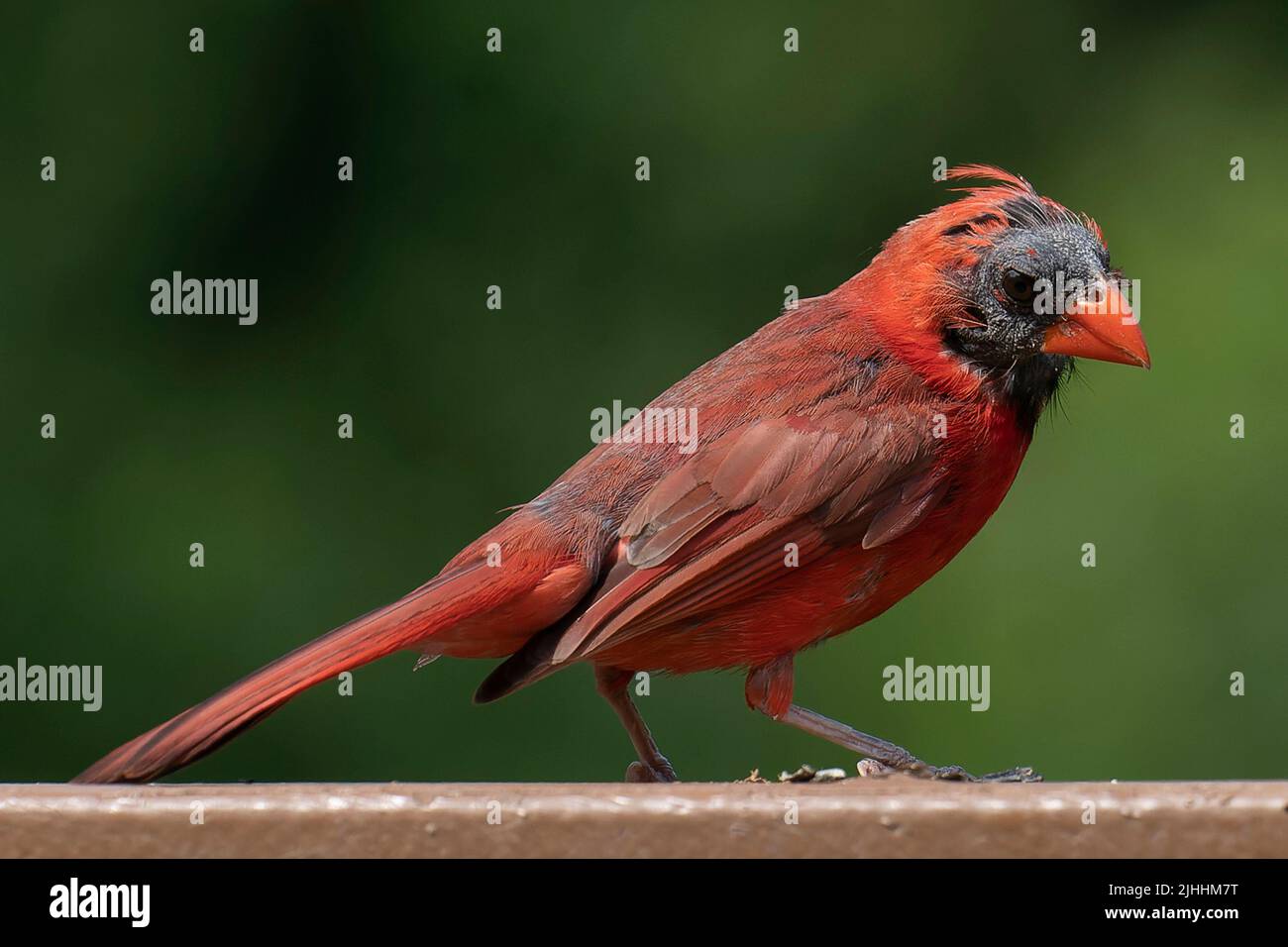 Molting Northern cardinal arrives on the deck Stock Photo - Alamy