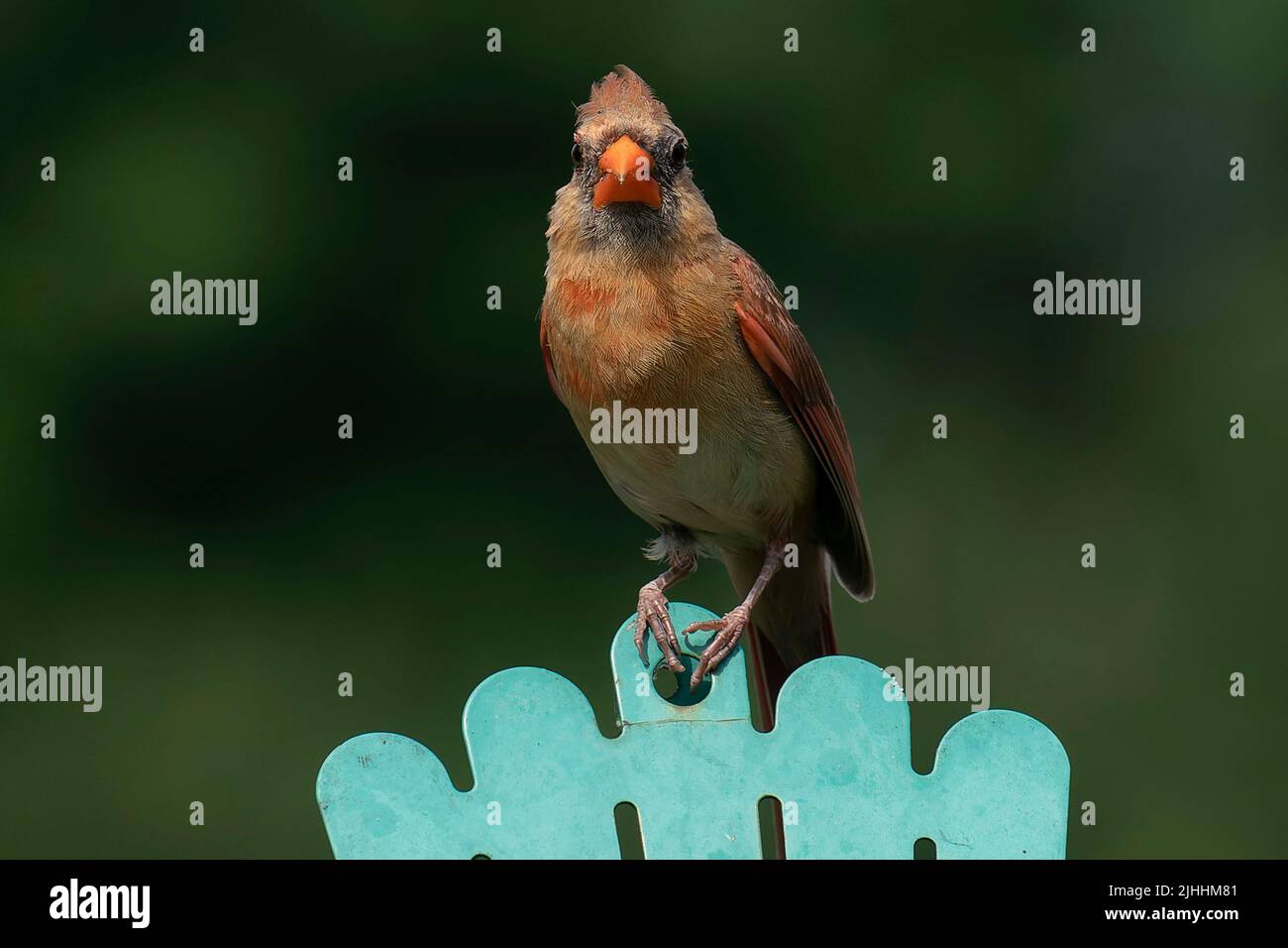 Cardinal bird on a fence hi-res stock photography and images - Alamy