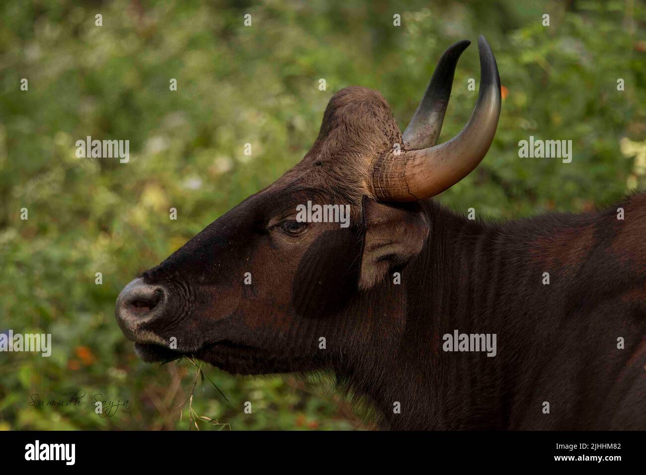 Guar in Nagarhole National Park in India Stock Photo - Alamy