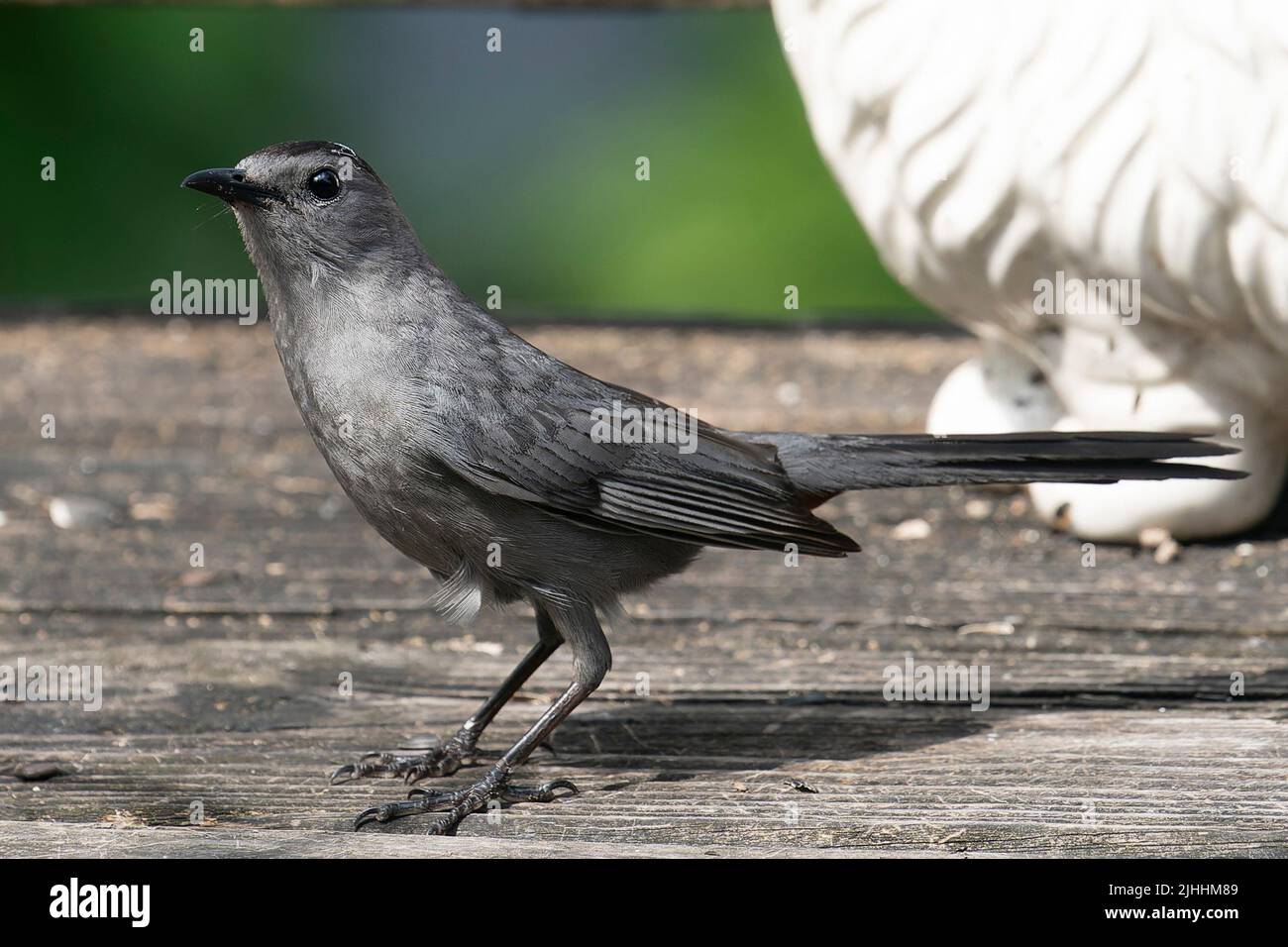 A Gray Catbird on the deck Stock Photo - Alamy
