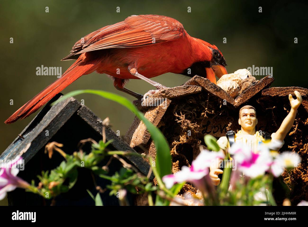Cardinal bird toy hi-res stock photography and images - Alamy
