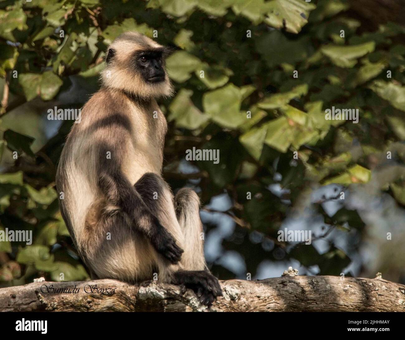 Grey languor in Nagarhole National Park, India Stock Photo - Alamy