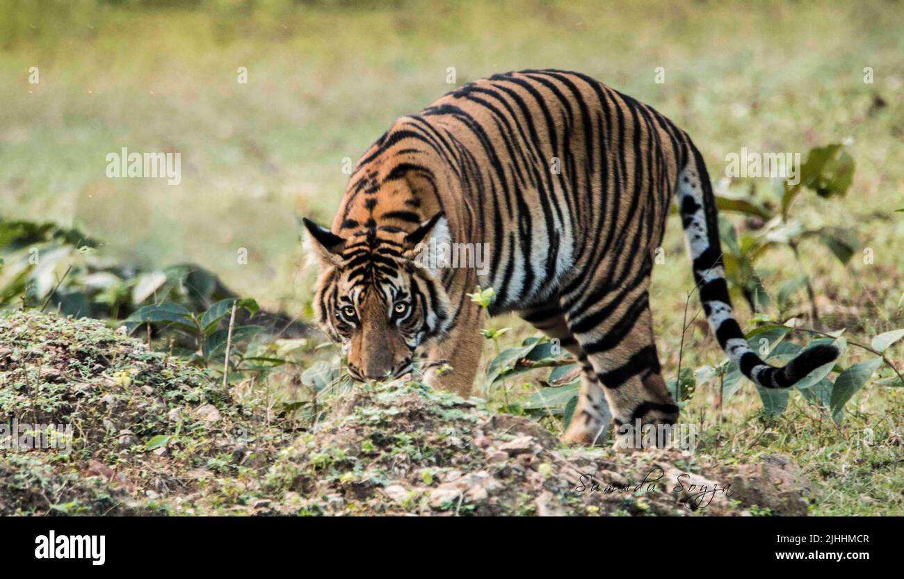 Tigers of Nagarhole National Park, India Stock Photo - Alamy