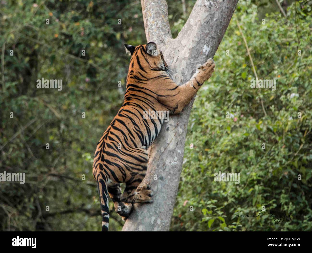 Tigers of Nagarhole National Park, India Stock Photo - Alamy