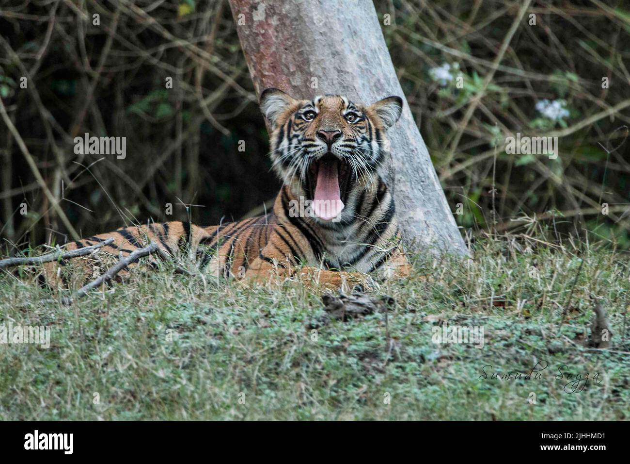 Tigers of Nagarhole National Park, India Stock Photo - Alamy
