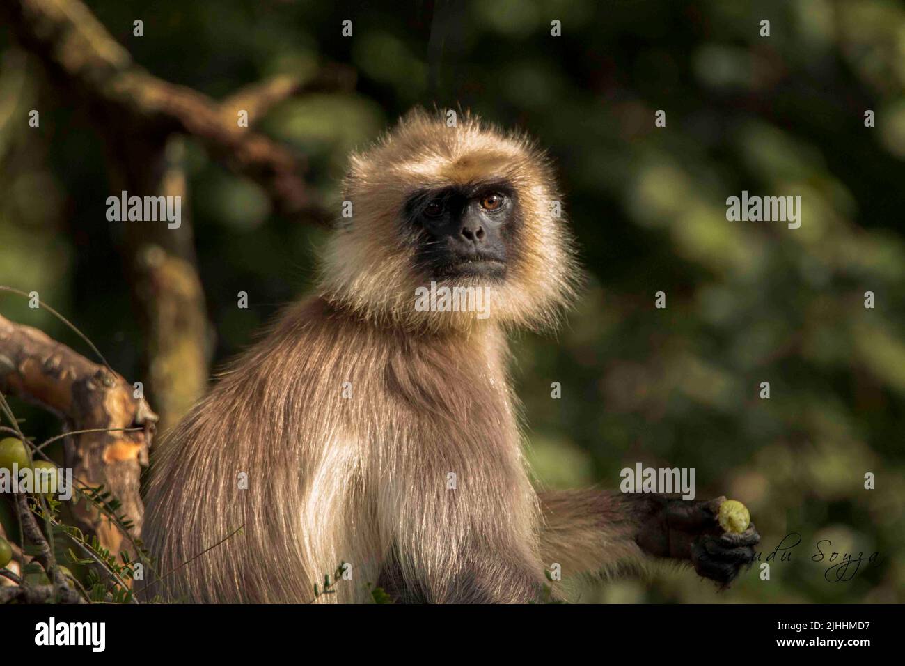 Grey languor in Nagarhole National Park, India Stock Photo - Alamy