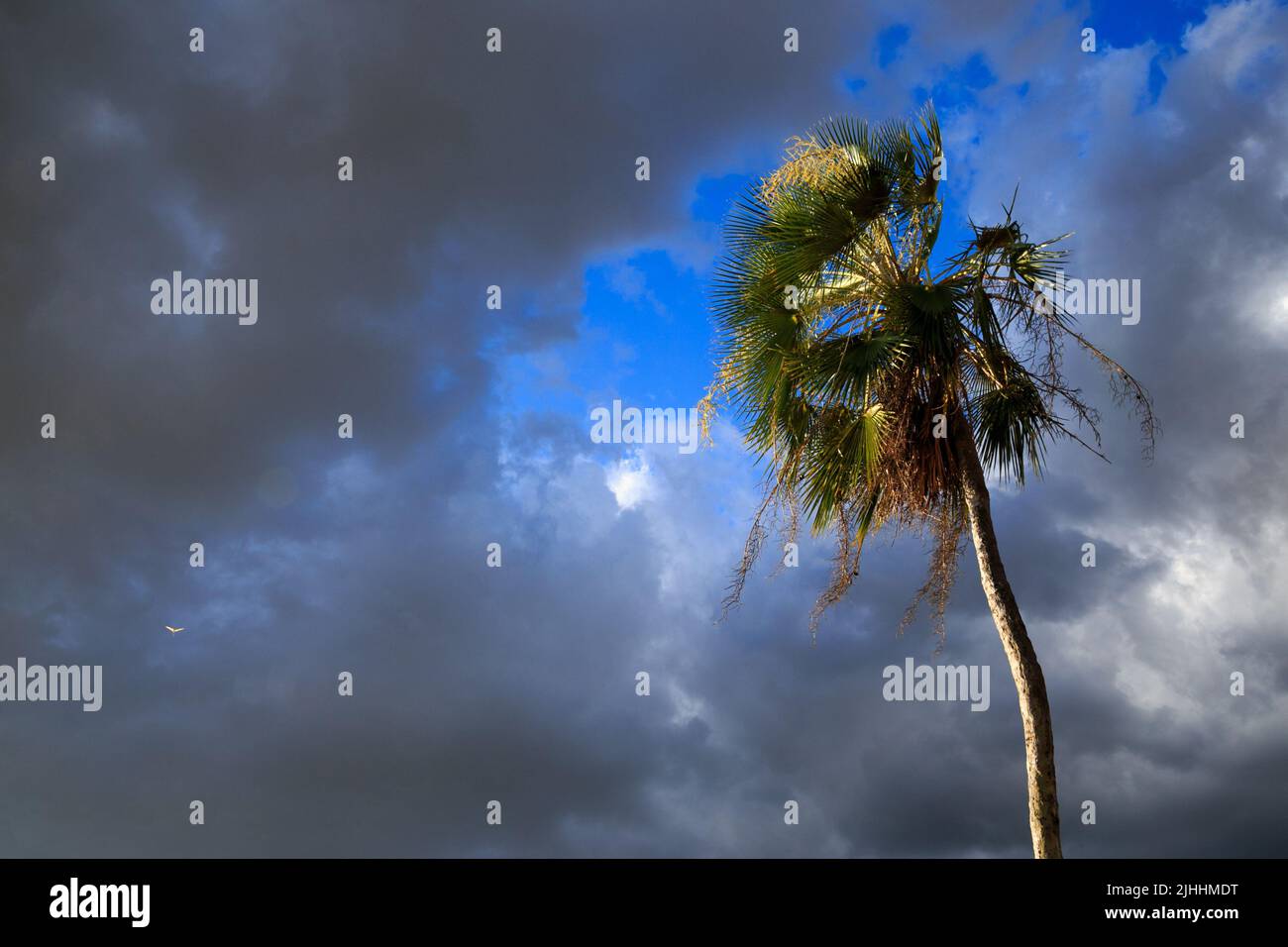 carnauba palm (copernicia prunifera) flowering Stock Photo - Alamy