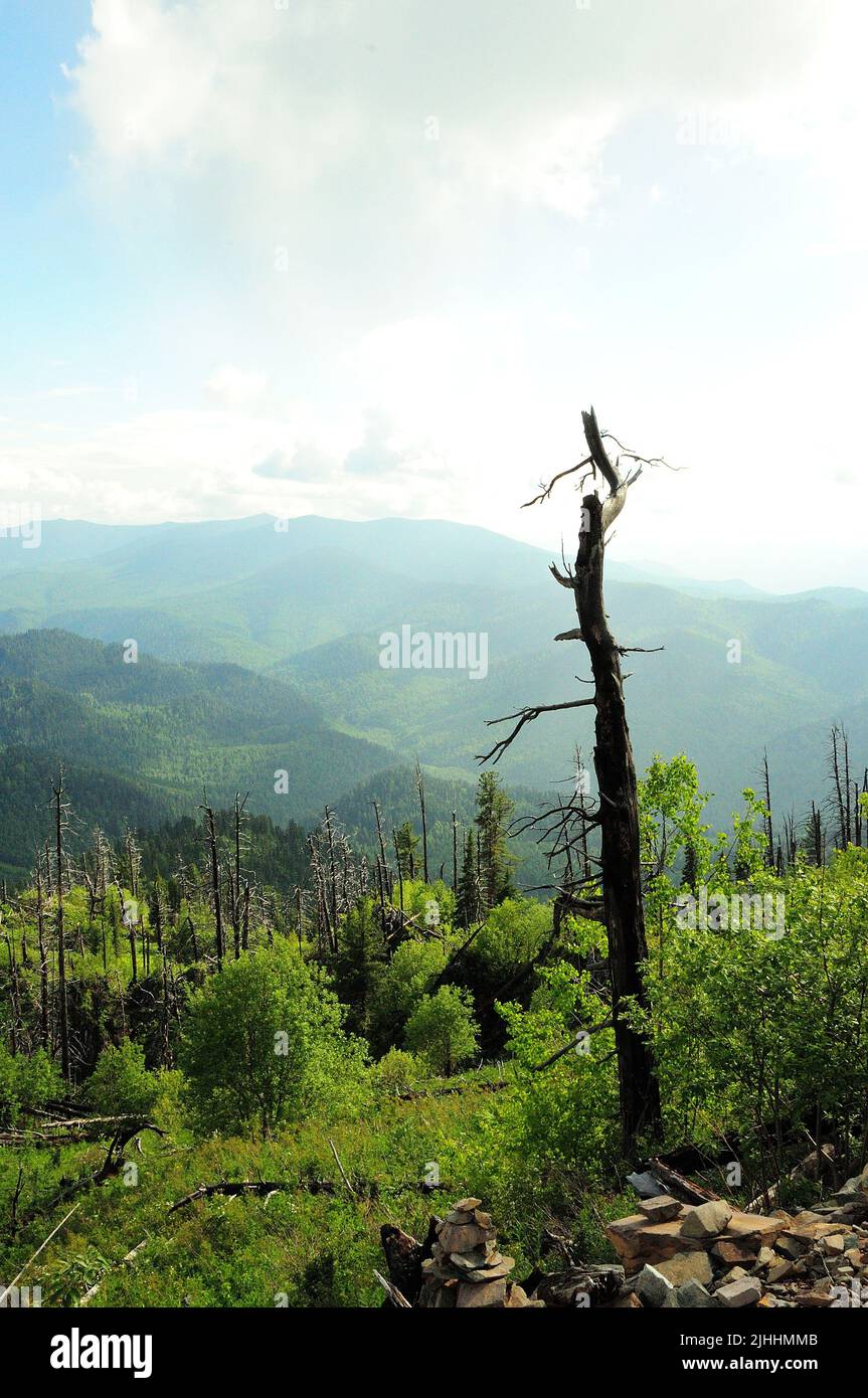 The trunk of a dry pine tree on the top overlooking the high mountains ...