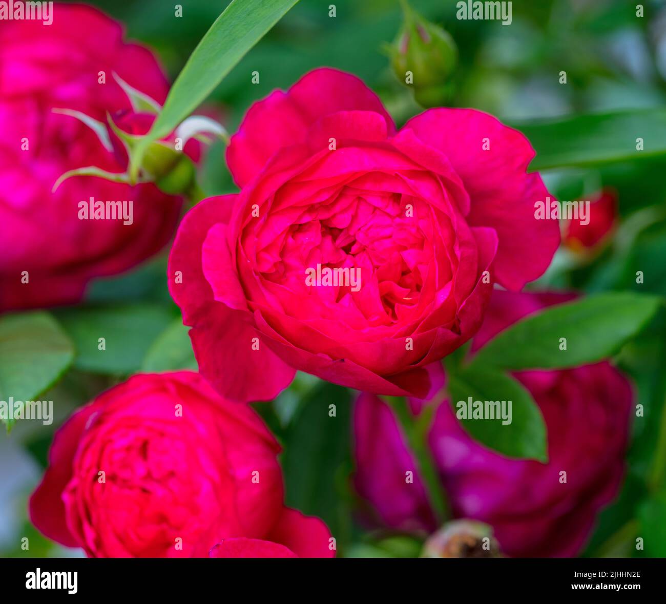 'Benjamin Britten, Ausencart' English Rose, Engelsk ros (Rosa Stock ...