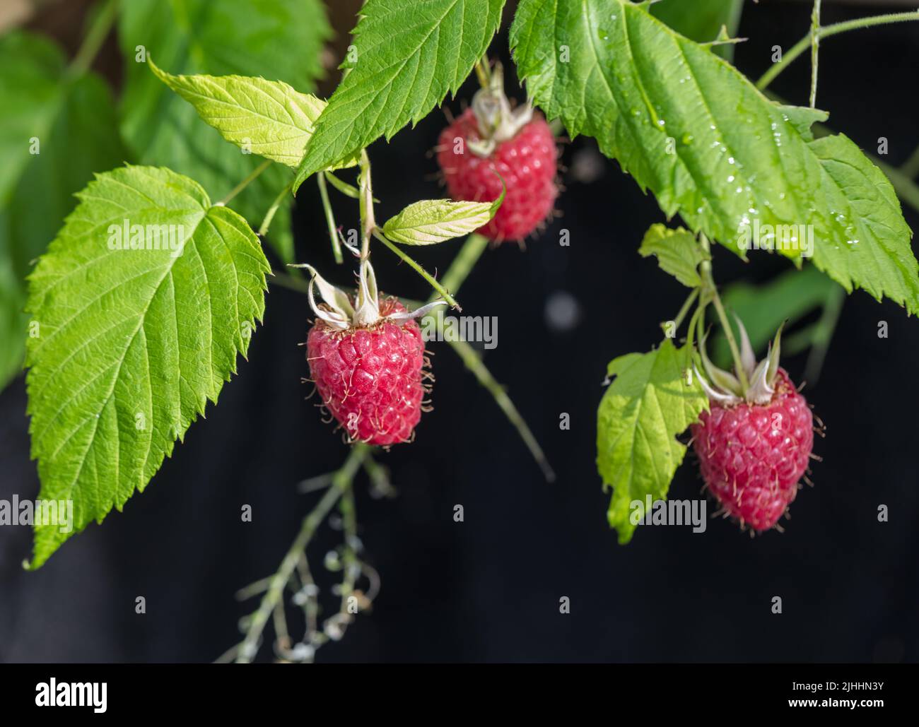 'Autumn Bliss' Raspberry, Hallon (Rubus idaeus Stock Photo - Alamy
