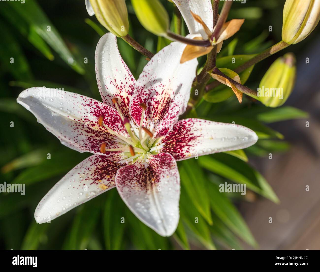 'White Pixels' Asiatic Lily, Asiatisk lilja (Lilium asiatica Stock ...