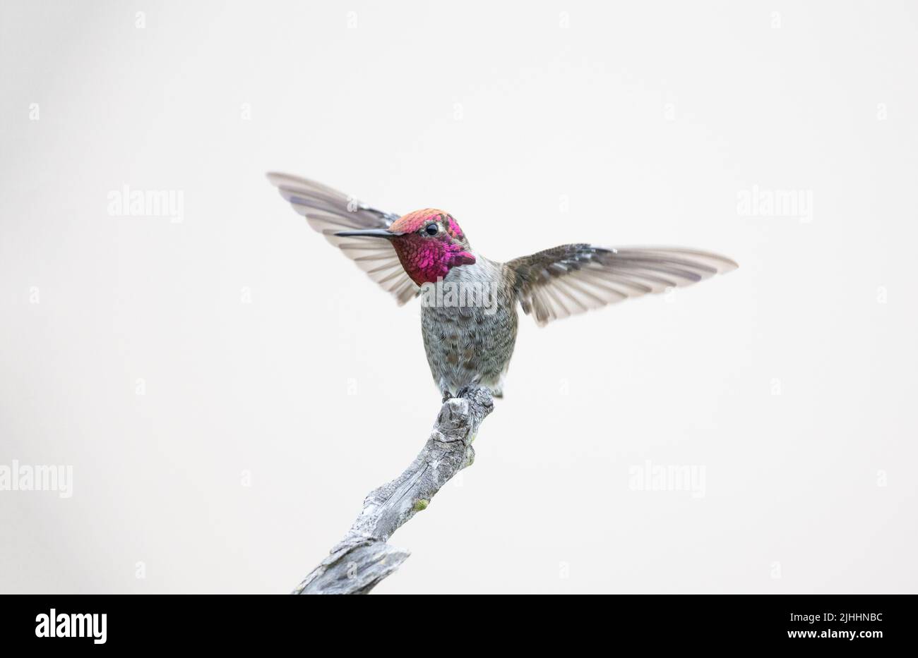 Anna's Hummingbird Male Just Landed on Perch Stock Photo - Alamy
