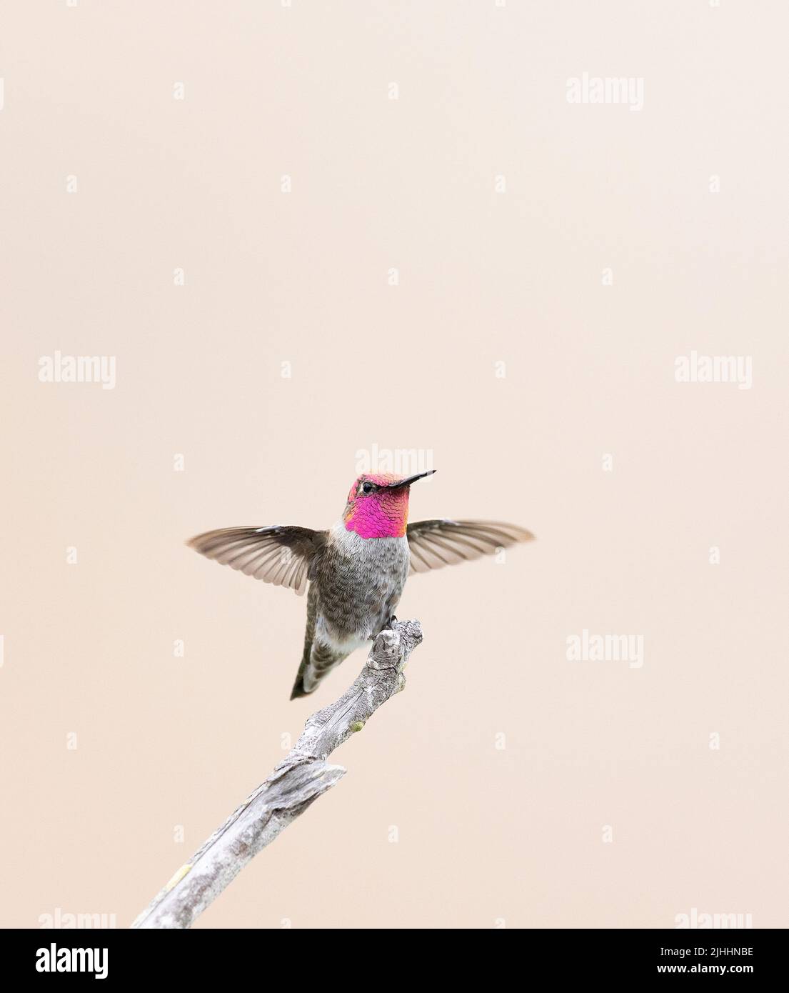 Annas male hummingbird landing on perch hi-res stock photography and ...
