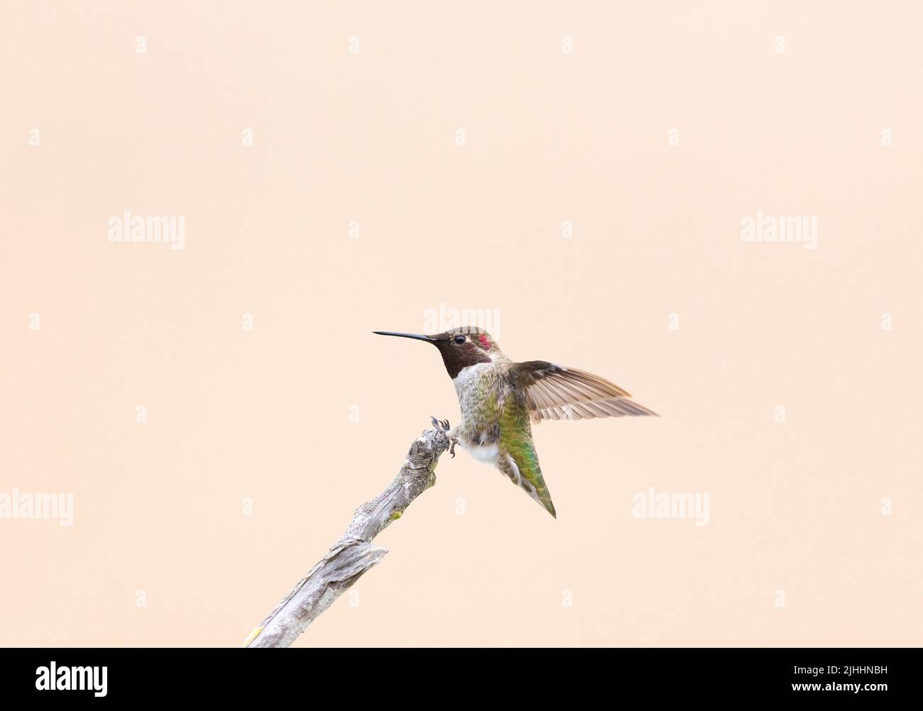 Annas male hummingbird landing on perch hi-res stock photography and ...