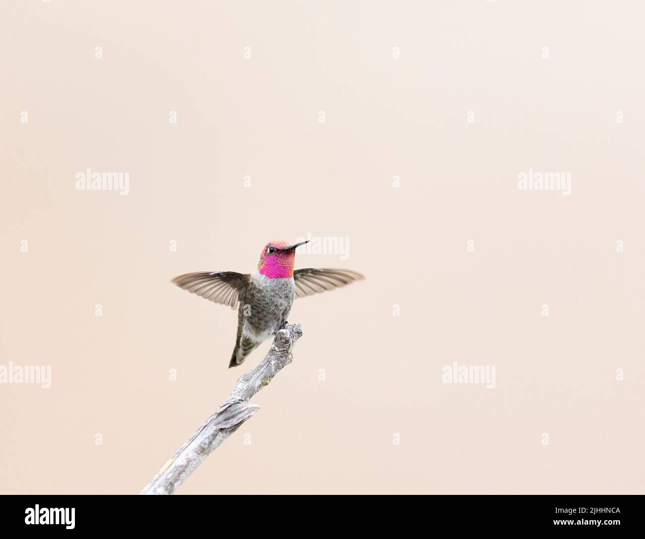 Annas male hummingbird landing on perch hi-res stock photography and ...