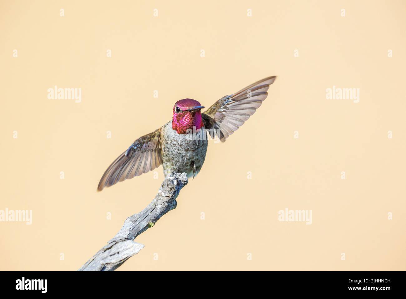 Annas male hummingbird landing on perch hi-res stock photography and ...
