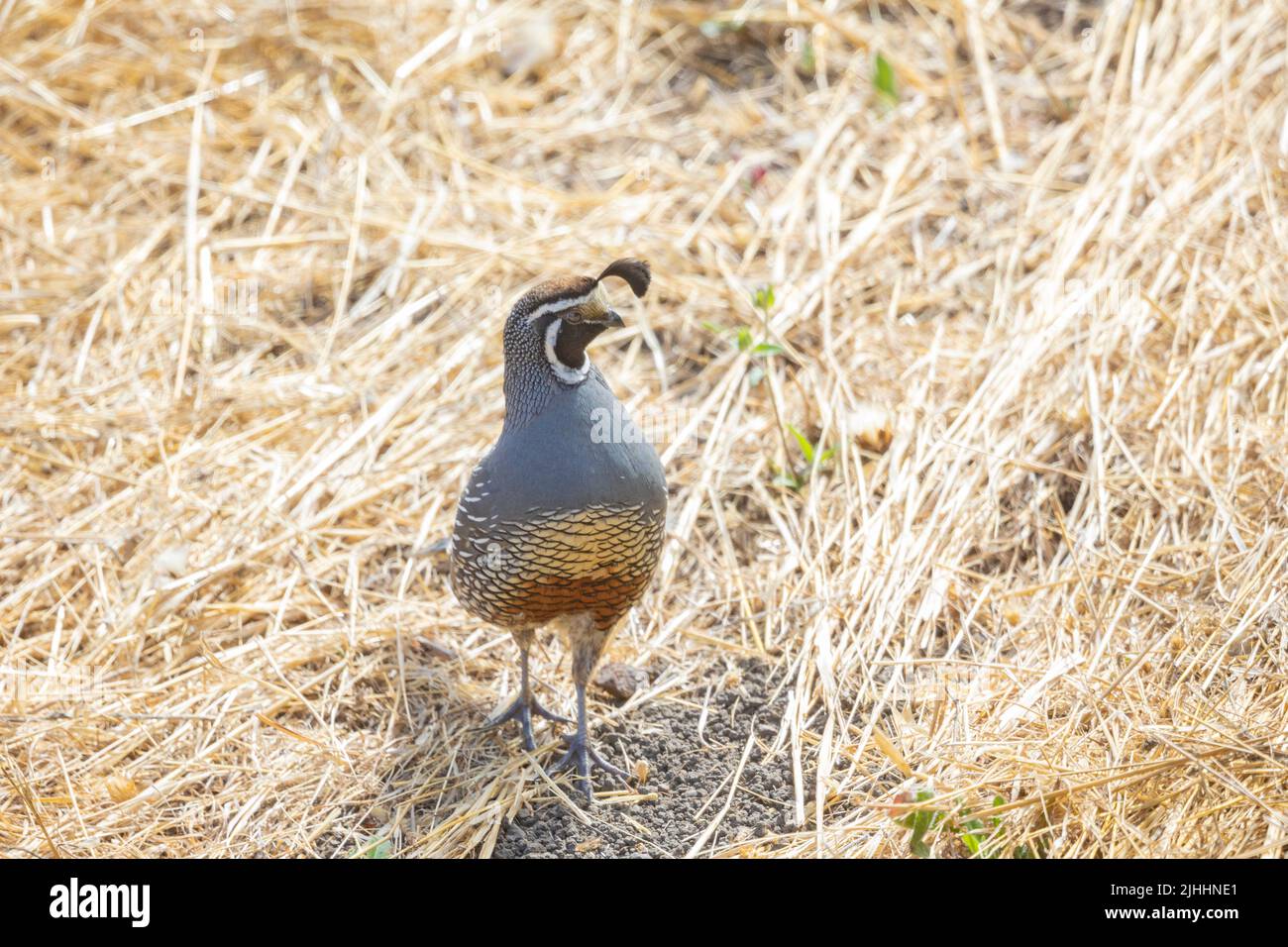 California Quail Male Stock Photo - Alamy