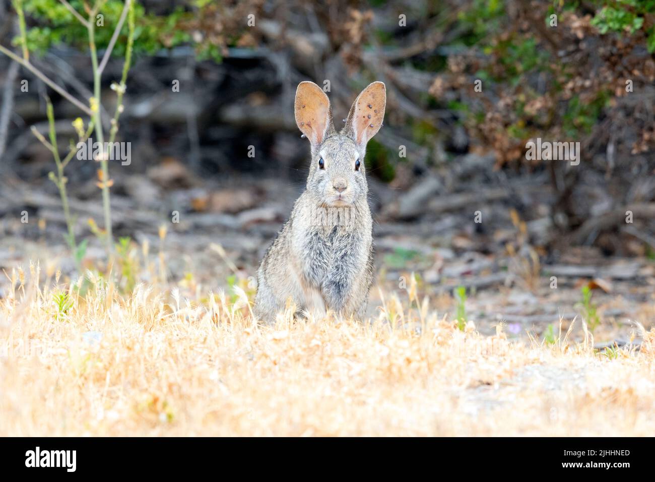 Rabbit looking into the camera hi-res stock photography and images - Alamy