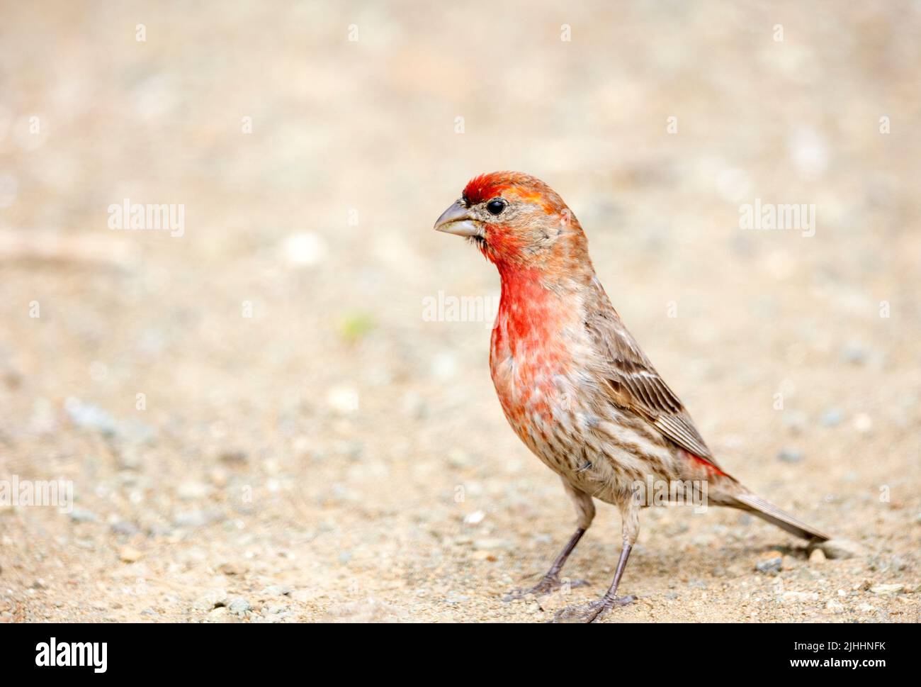 House Finch Male on Ground Stock Photo - Alamy