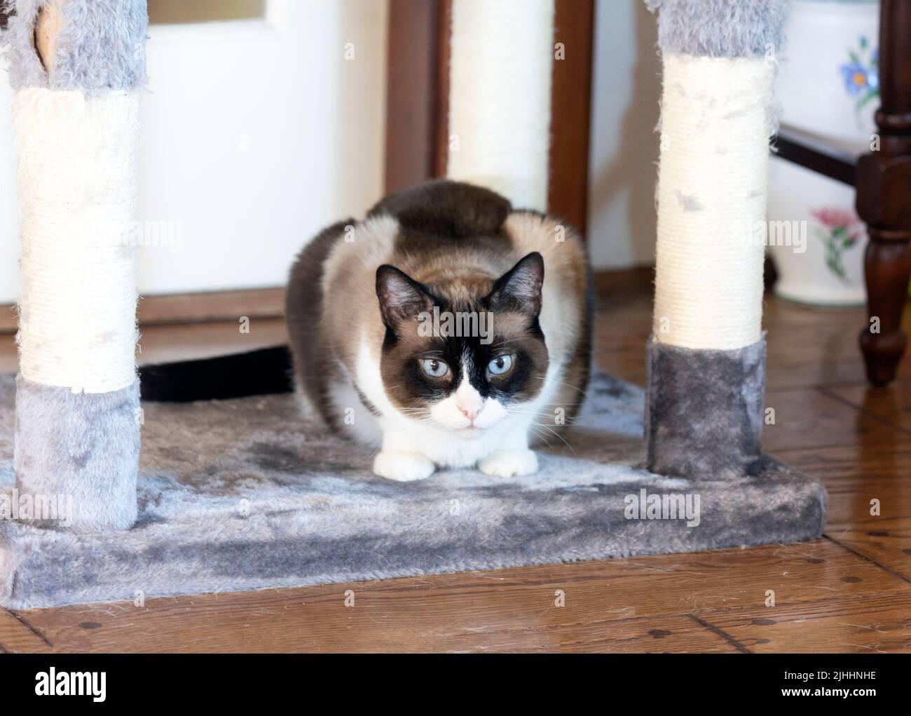 Snowshoe cat crouched down looking at camera hi-res stock photography ...