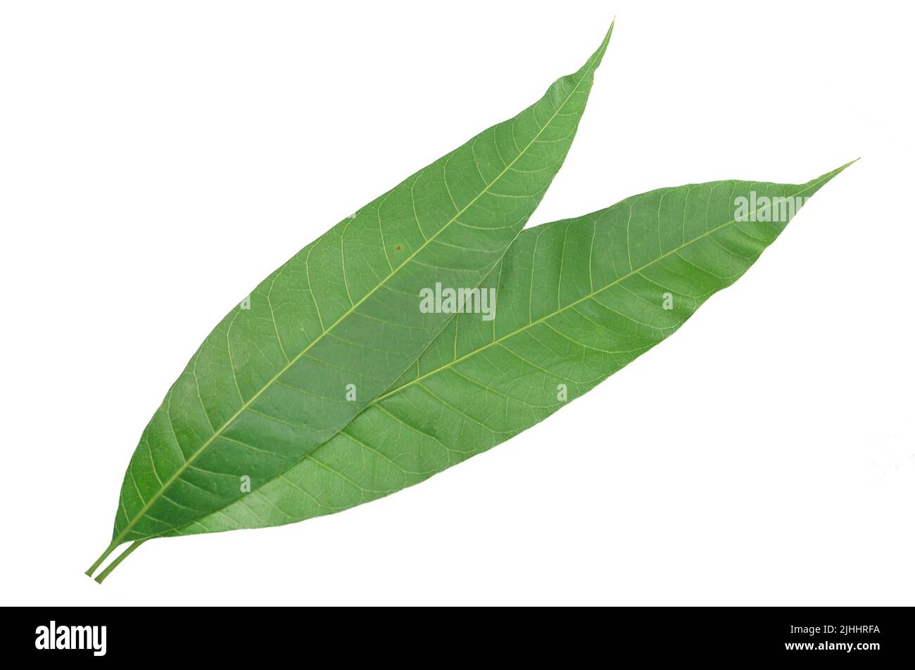 Tropical mango fruit pattern Cut Out Stock Images & Pictures - Alamy