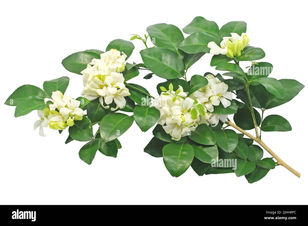 Orange jasmine flower isolated on white background Stock Photo - Alamy