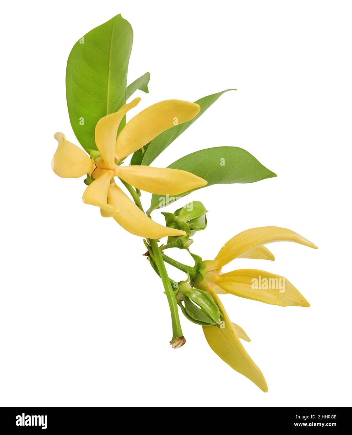 Yellow flower, Magnolia champaca flower isolated on white background ...