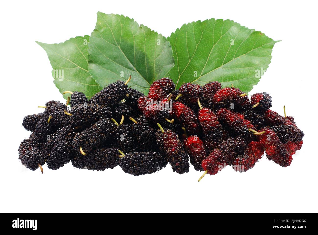 Mulberry isolated on white background Stock Photo - Alamy