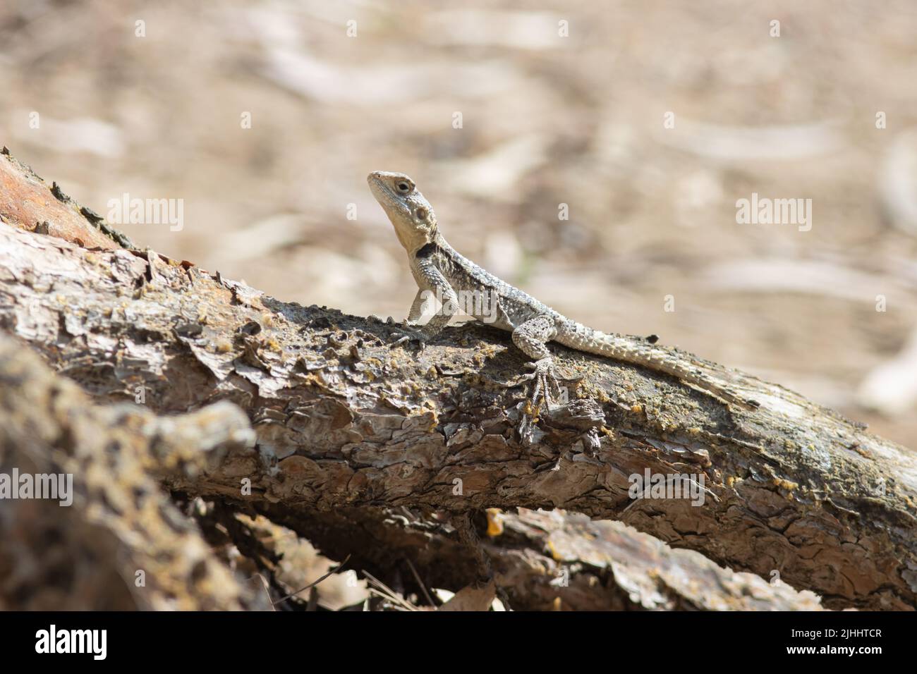 Laudakia stellio - Agama lizard sits on a root of tree in Turkey Stock ...