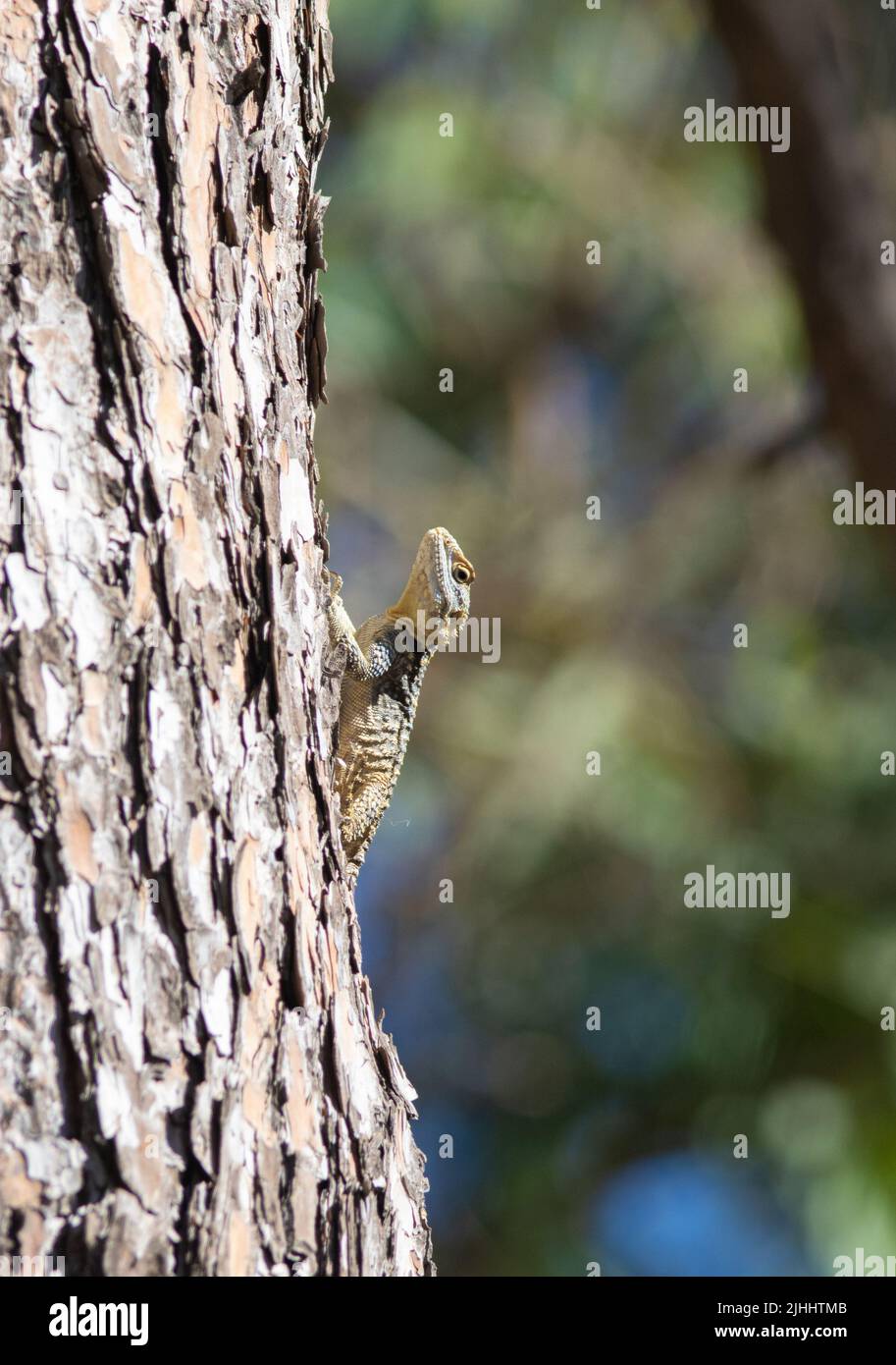 Laudakia stellio - Agama lizard sits on a the pine tree in Turkey Stock ...