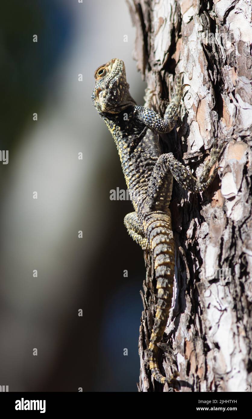 Large agama lizard sits on a the pine tree in Turkey -Stellagama ...