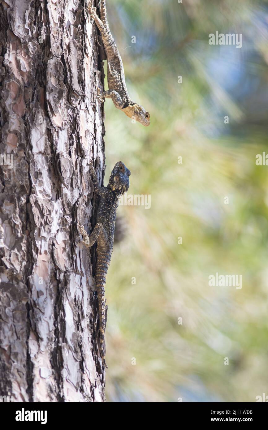 Two lizards face to face on the pine tree - agama lizard sits in Turkey ...