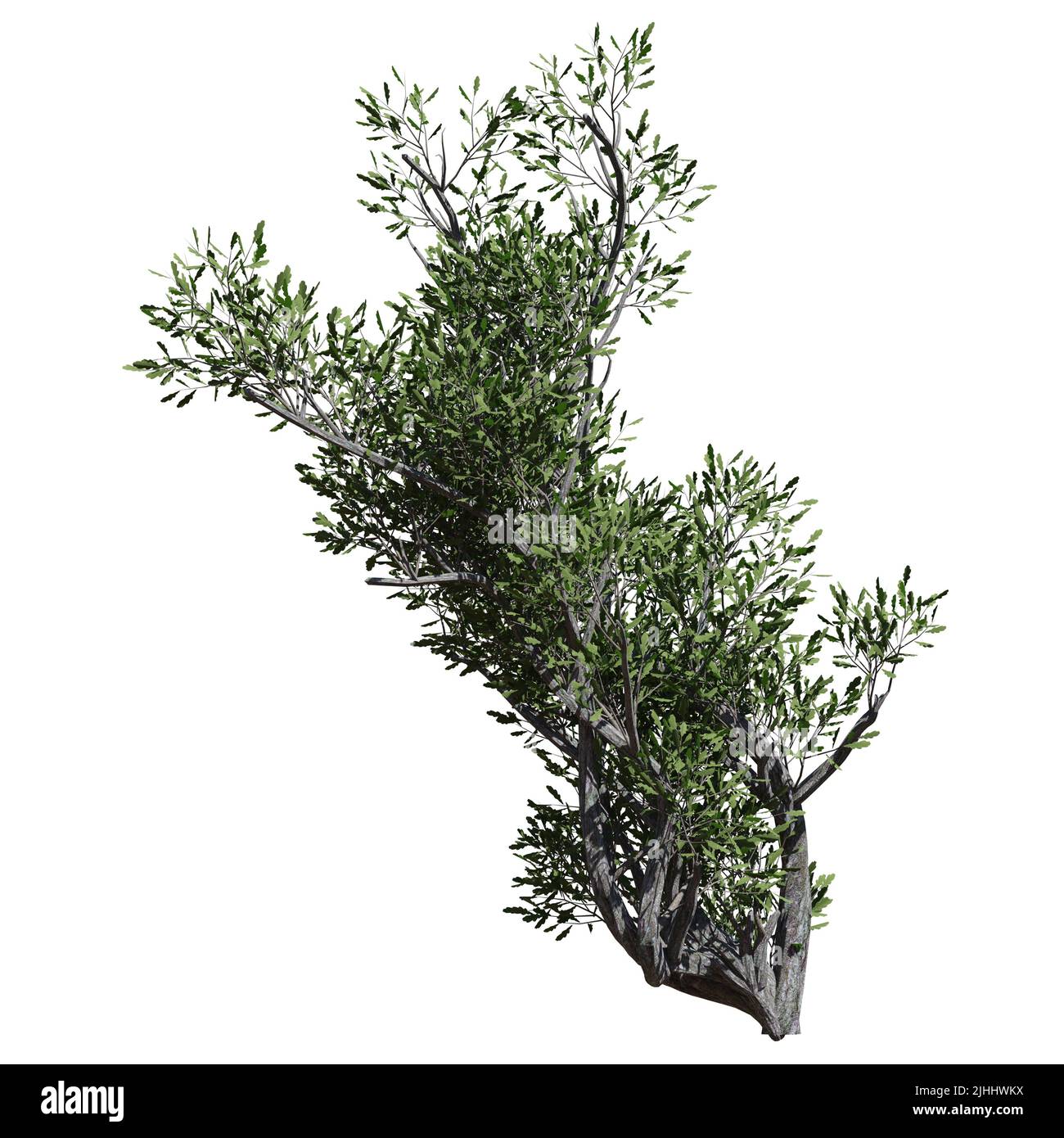 3D illustration fantasy tree isolated on white background Stock Photo - Alamy
