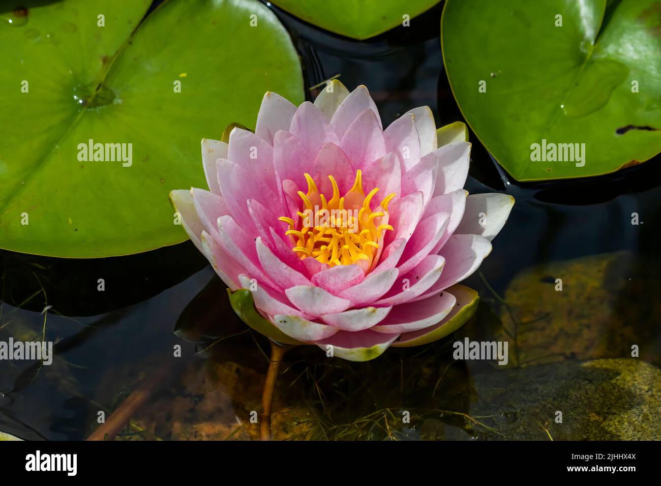 Water lilies on an overgrown lakeWater lilies . Water lilies are rooted ...