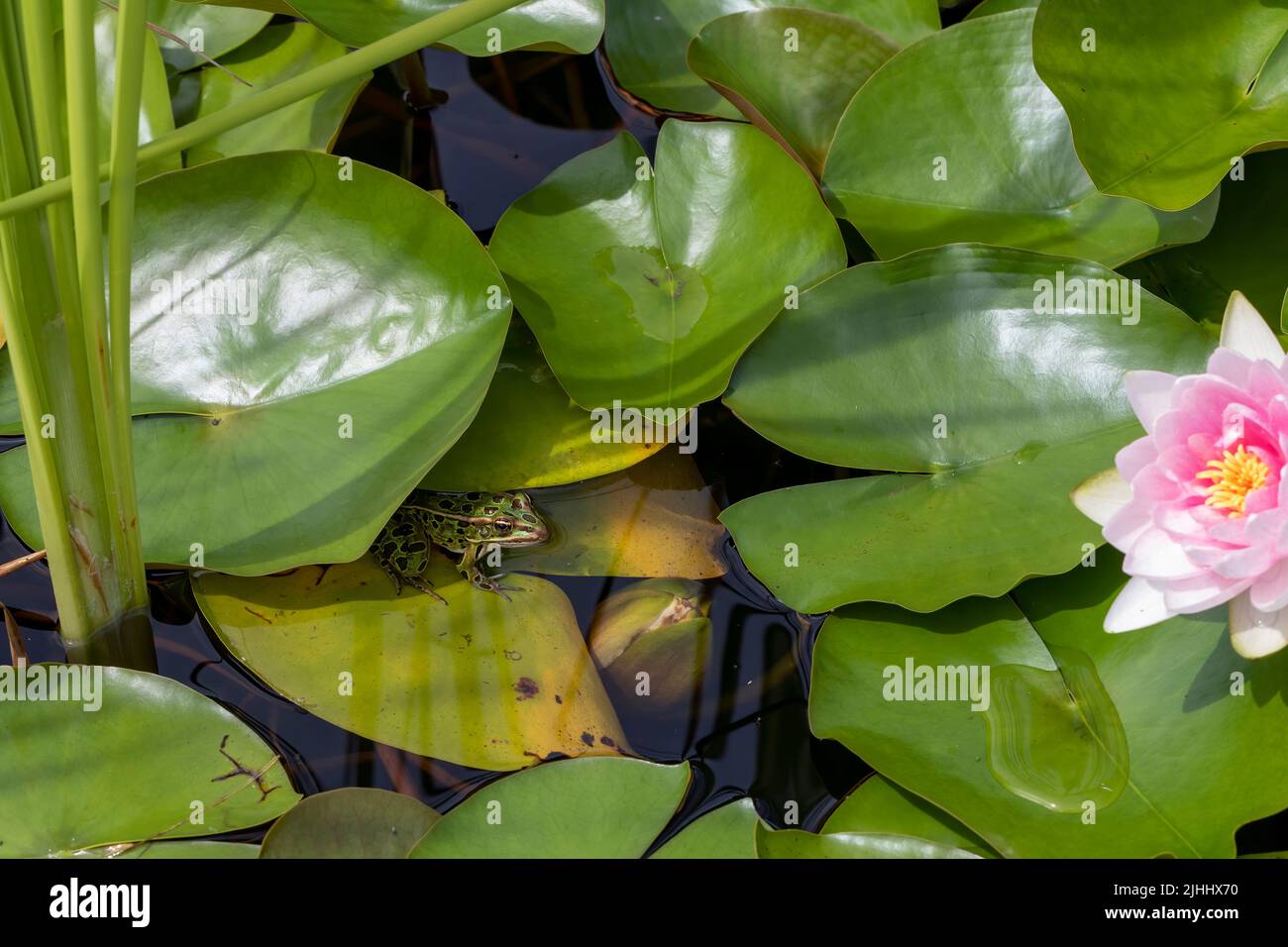 Water lilies on an overgrown lakeWater lilies . Water lilies are rooted ...