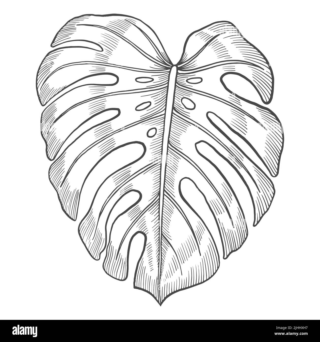 monstera tropical leaf plant isolated doodle hand drawn sketch with ... monstera tropical leaf plant isolated doodle hand drawn sketch with ...