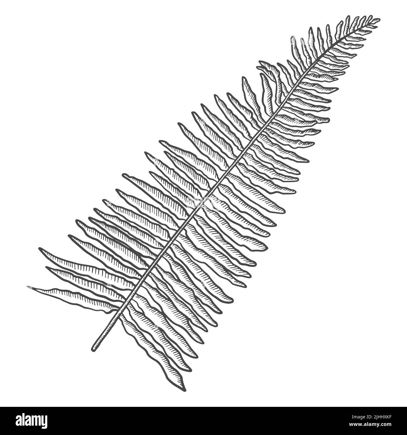 flat fern tropical leaf plant isolated doodle hand drawn sketch with ...