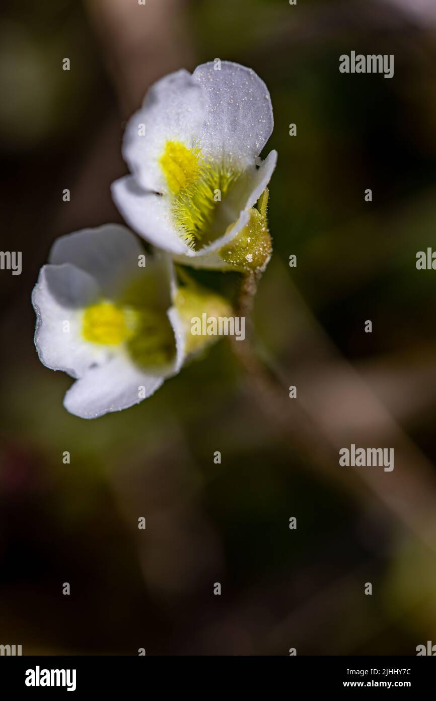 Pinguicula alpina flowers hi-res stock photography and images - Alamy