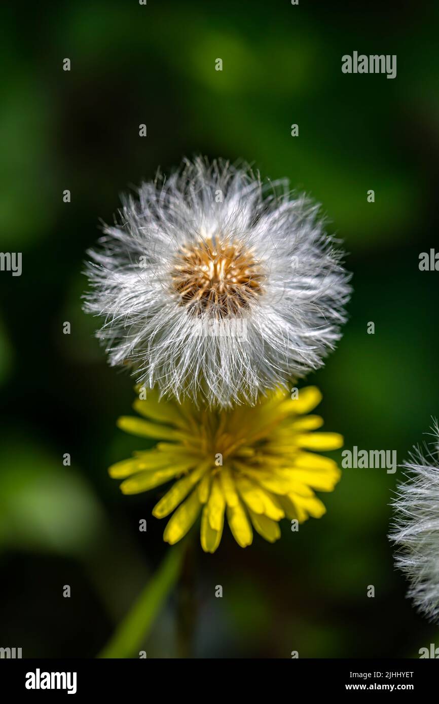 Taraxacum officinale growing in meadow, close up Stock Photo - Alamy